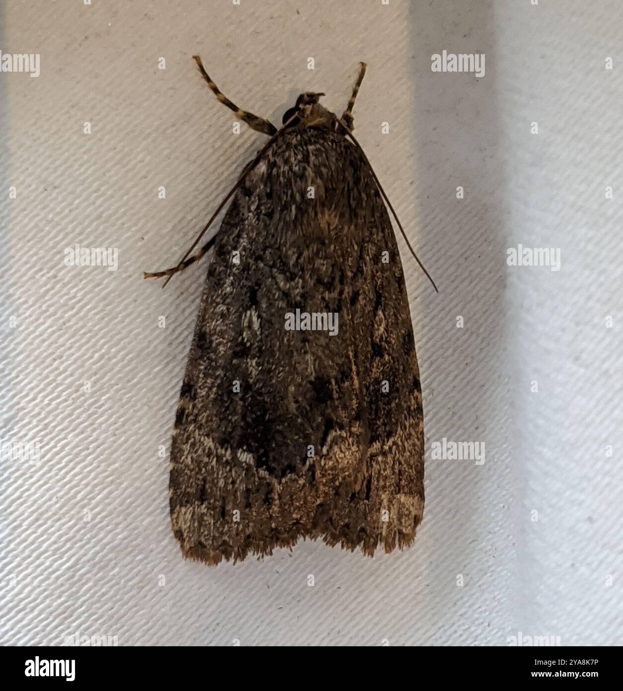 American Copper Underwing (Amphipyra pyramidoides) Insecta Stock Photo ...