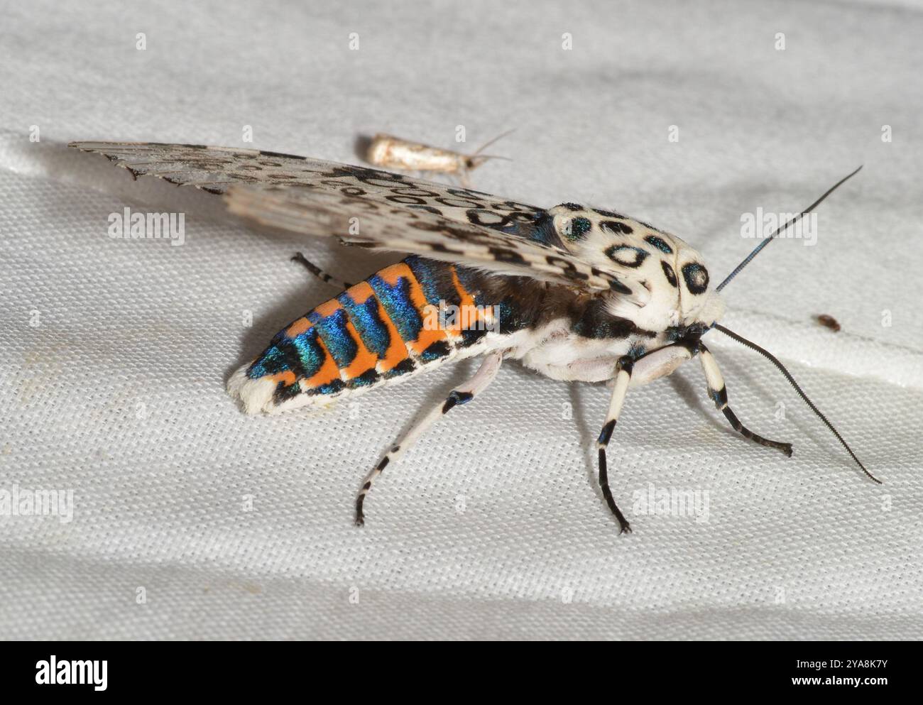 Giant Leopard Moth (Hypercompe scribonia) Insecta Stock Photo - Alamy