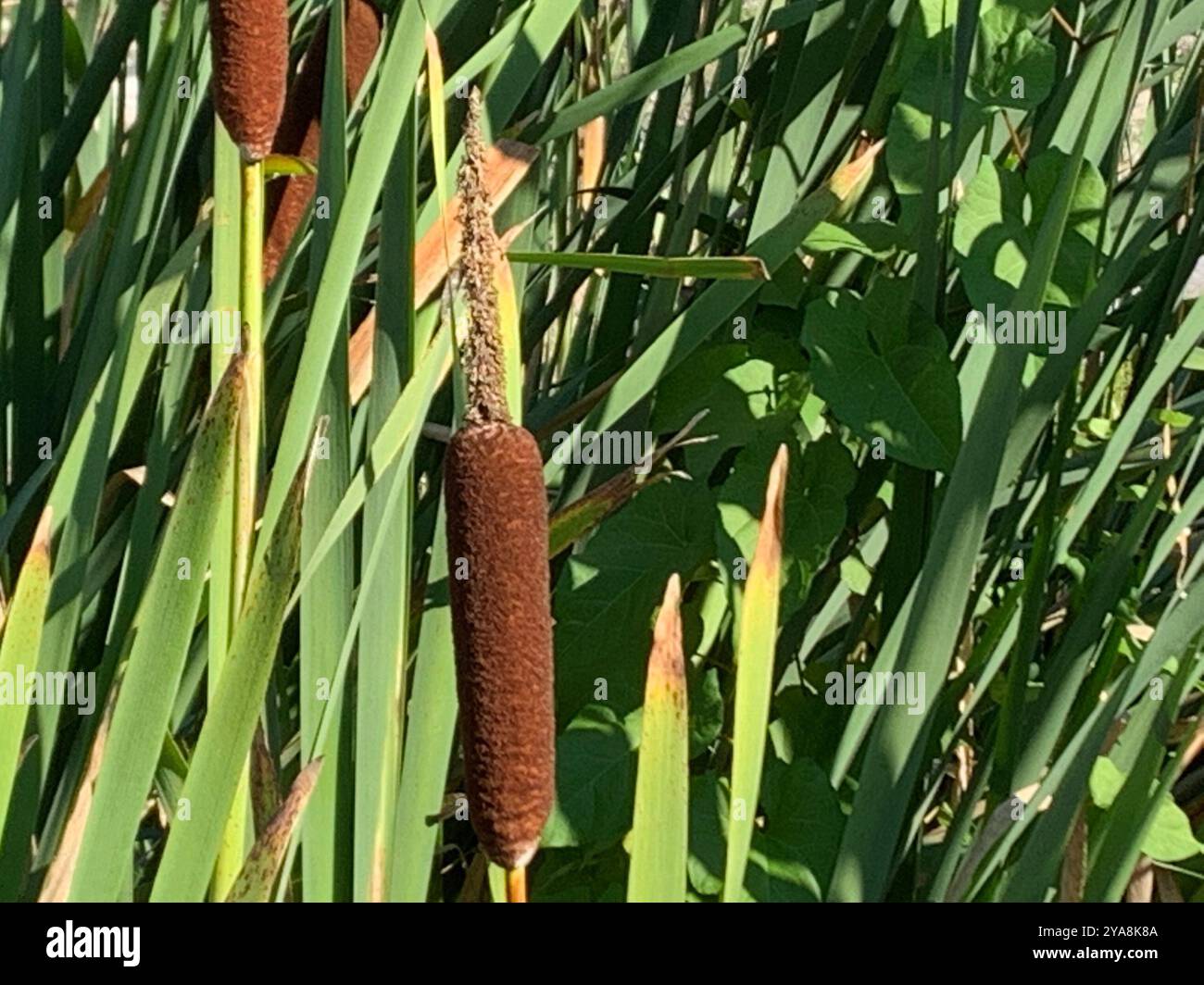 broadleaf cattail (Typha latifolia) Plantae Stock Photo - Alamy