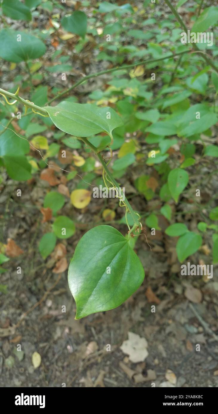 roundleaf greenbrier (Smilax rotundifolia) Plantae Stock Photo - Alamy