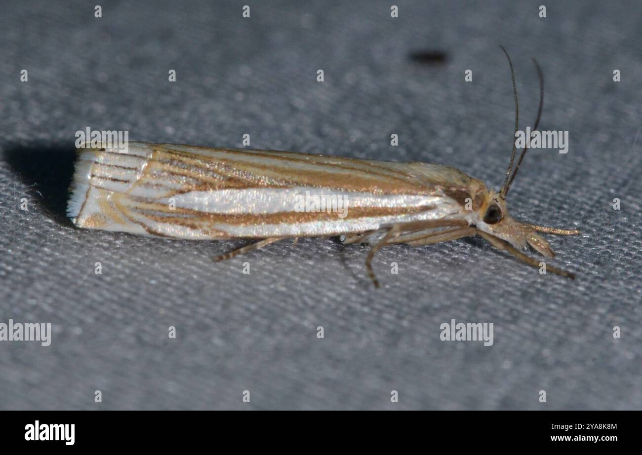 Eastern Grass-veneer (Crambus laqueatellus) Insecta Stock Photo - Alamy