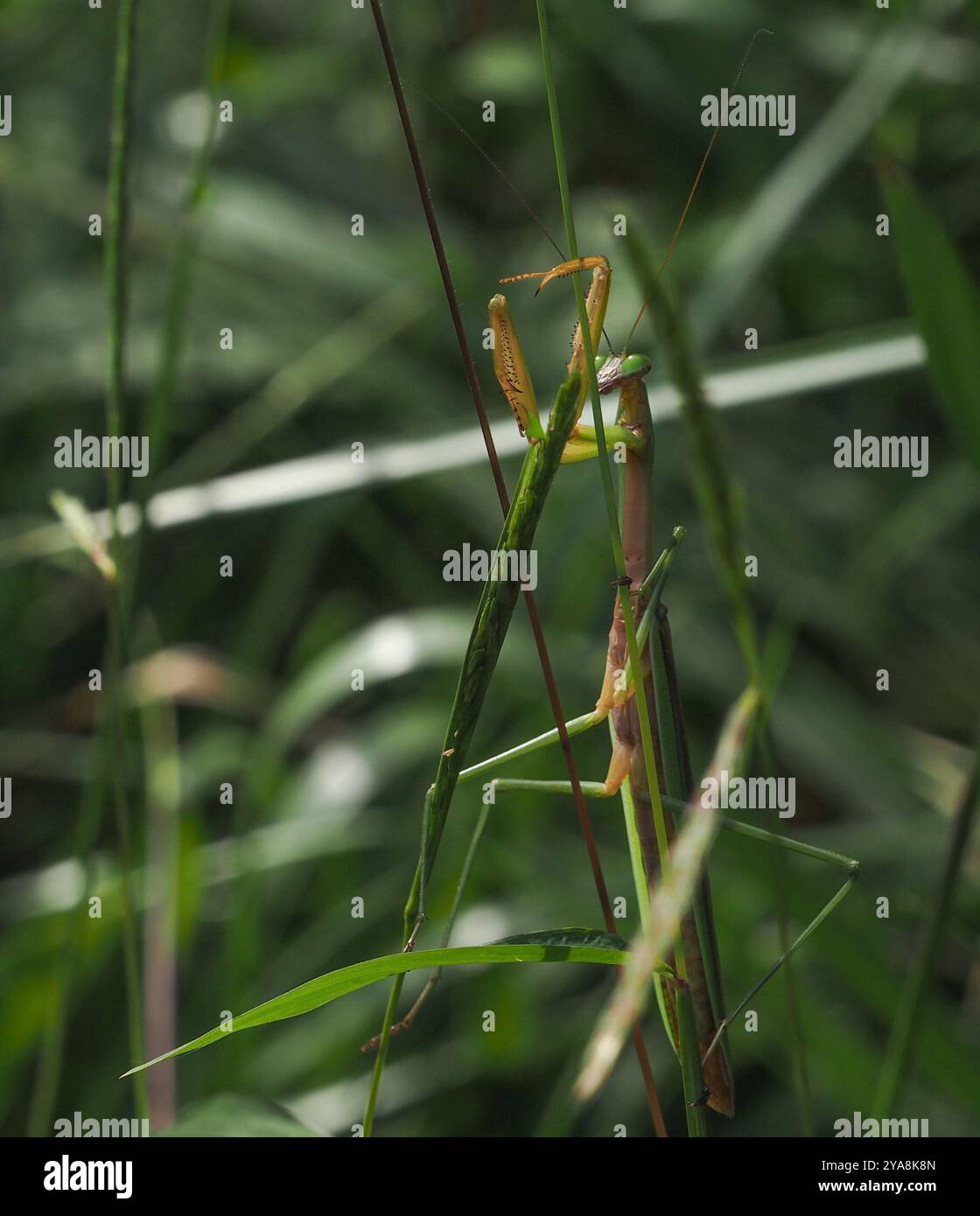 Chinese Mantis (Tenodera sinensis) Insecta Stock Photo - Alamy