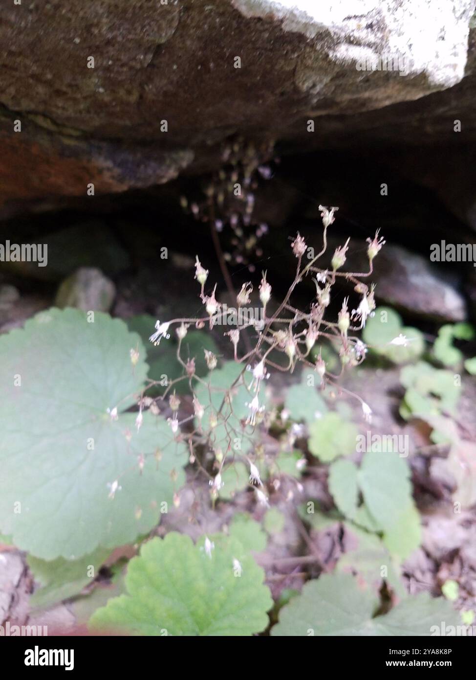 small-flowered alumroot (Heuchera parviflora) Plantae Stock Photo - Alamy