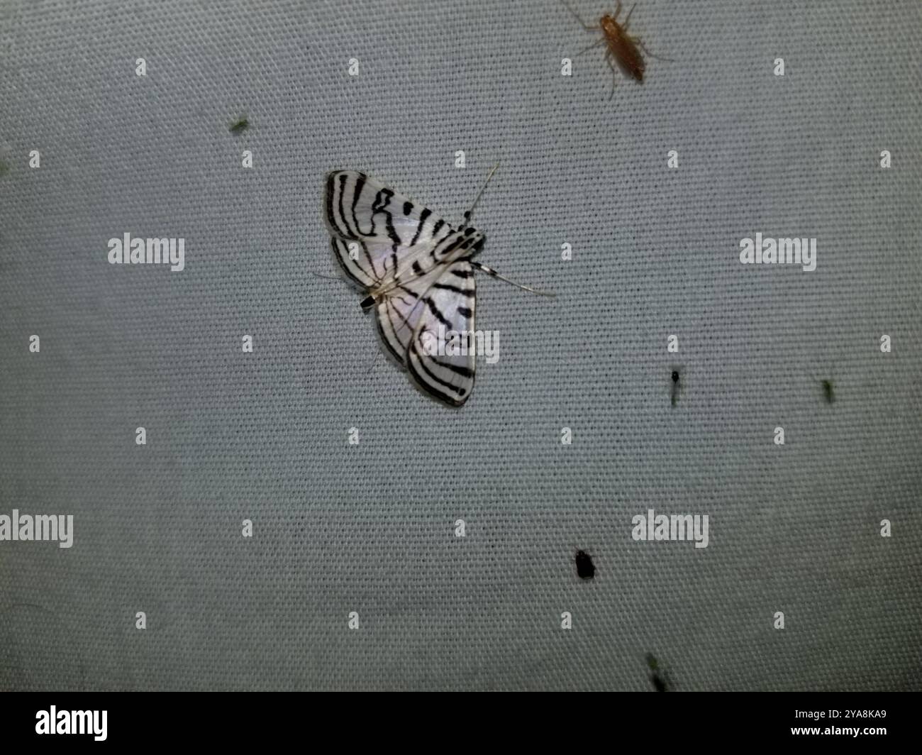 Zebra Conchylodes Moth (Conchylodes ovulalis) Insecta Stock Photo - Alamy