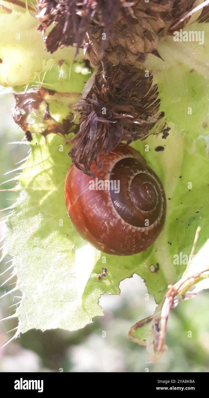 Copse Snail (Arianta arbustorum) Mollusca Stock Photo - Alamy