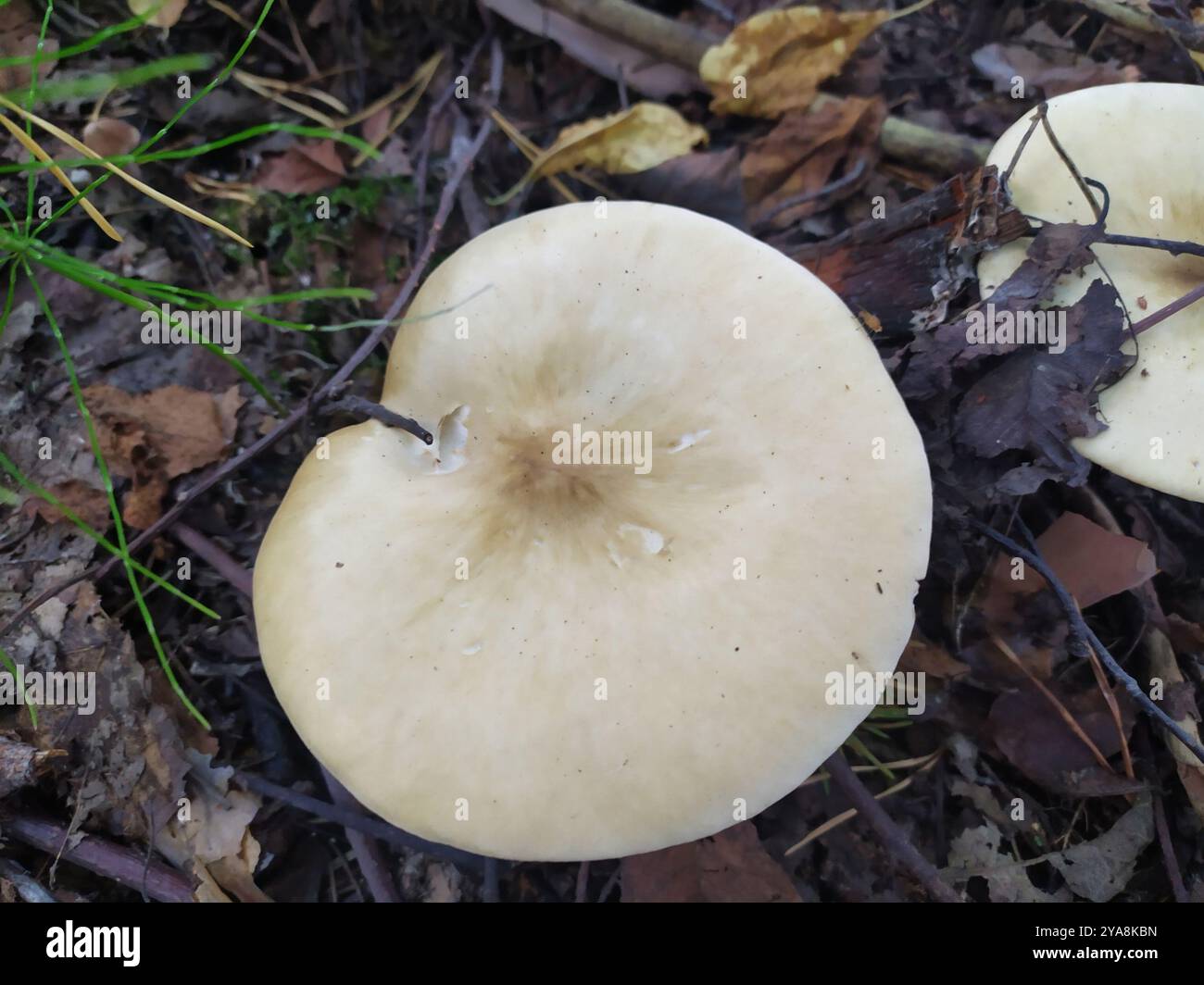 Fragrant Funnel (Clitocybe fragrans) Fungi Stock Photo - Alamy
