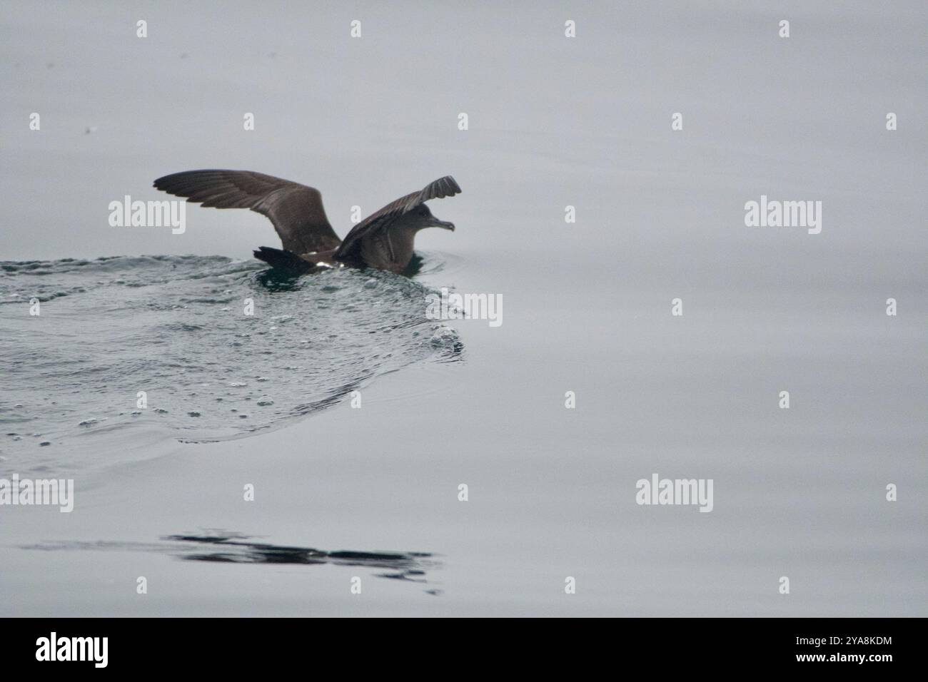 Sooty Shearwater (Ardenna grisea) Aves Stock Photo - Alamy