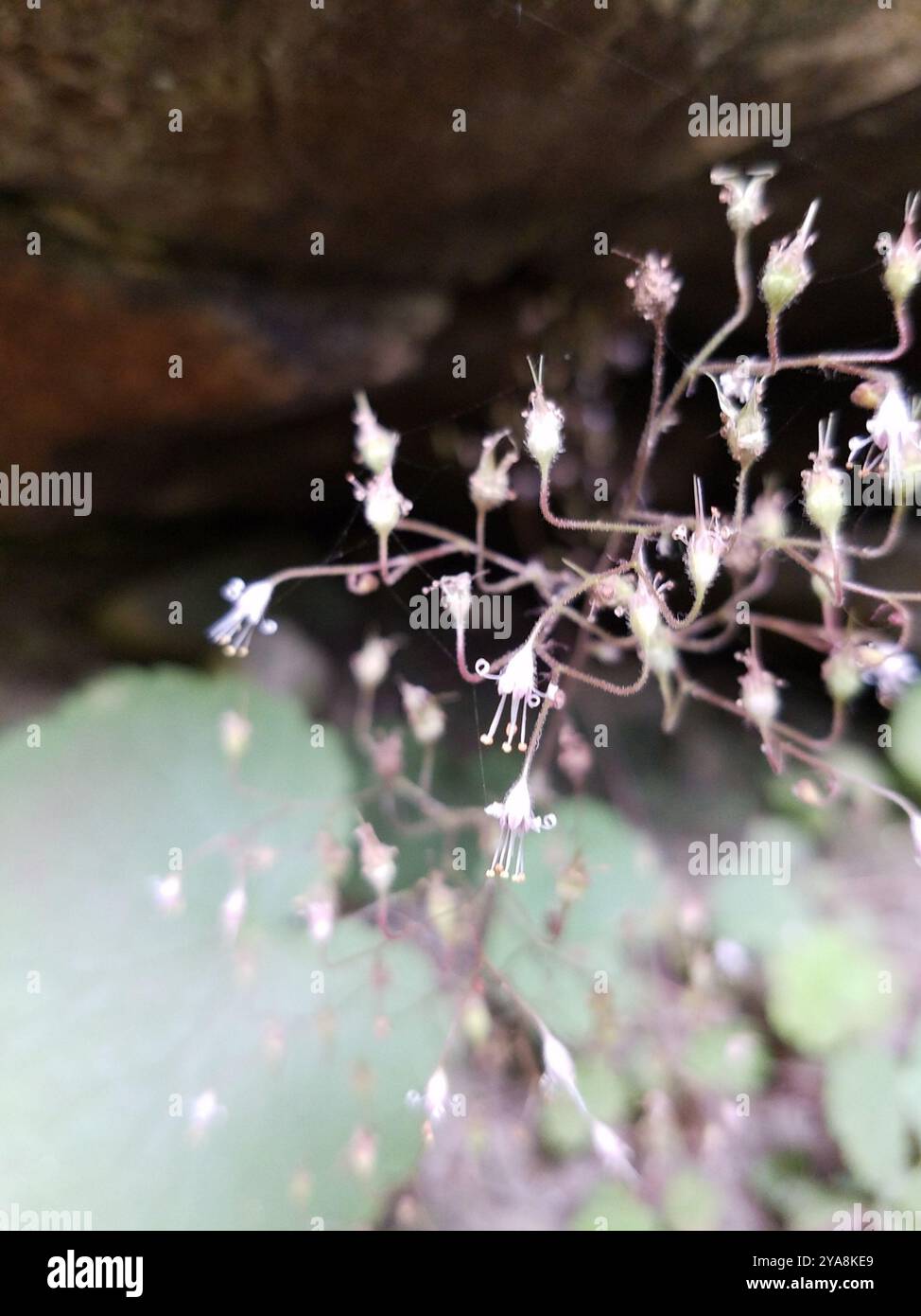 small-flowered alumroot (Heuchera parviflora) Plantae Stock Photo - Alamy