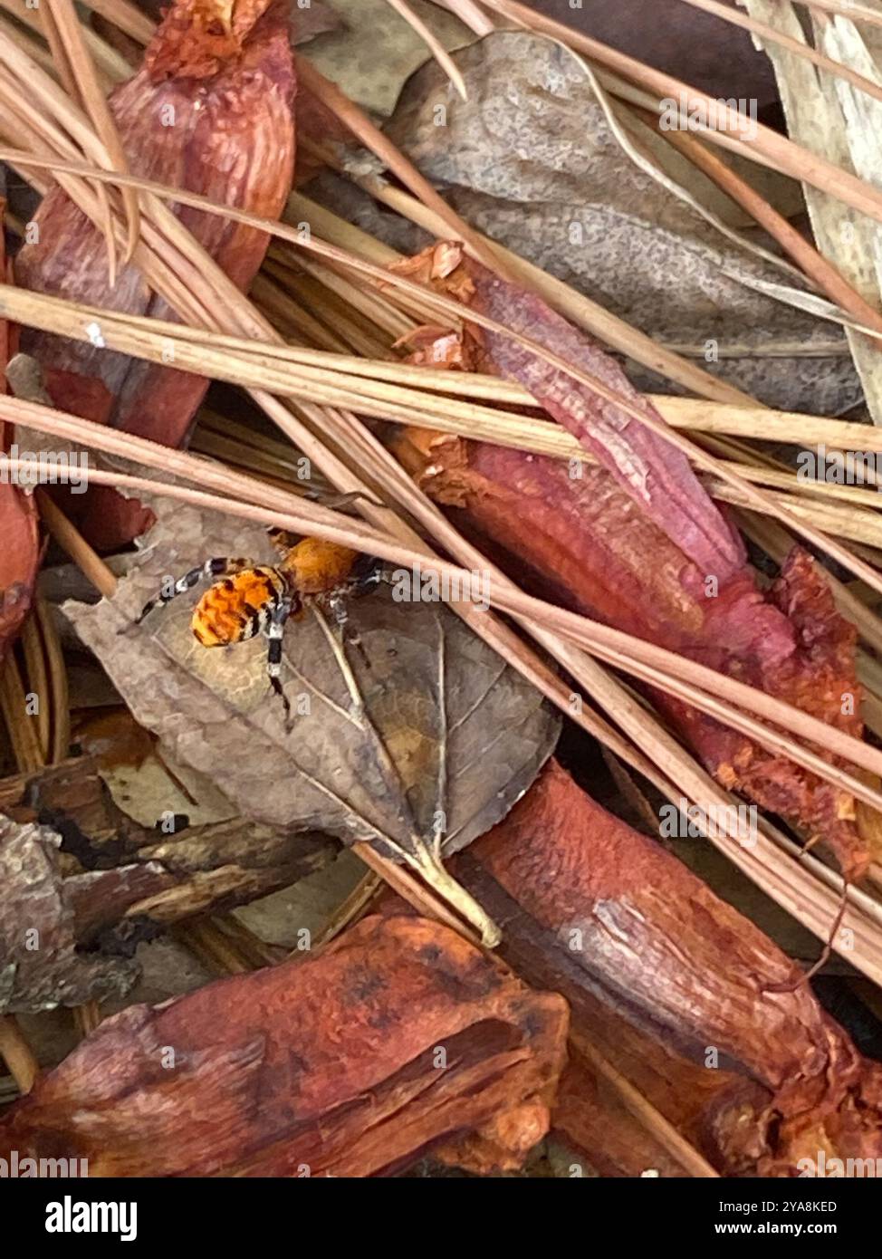 Orange Ant-mimic Sac Spider (Castianeira amoena) Arachnida Stock Photo ...