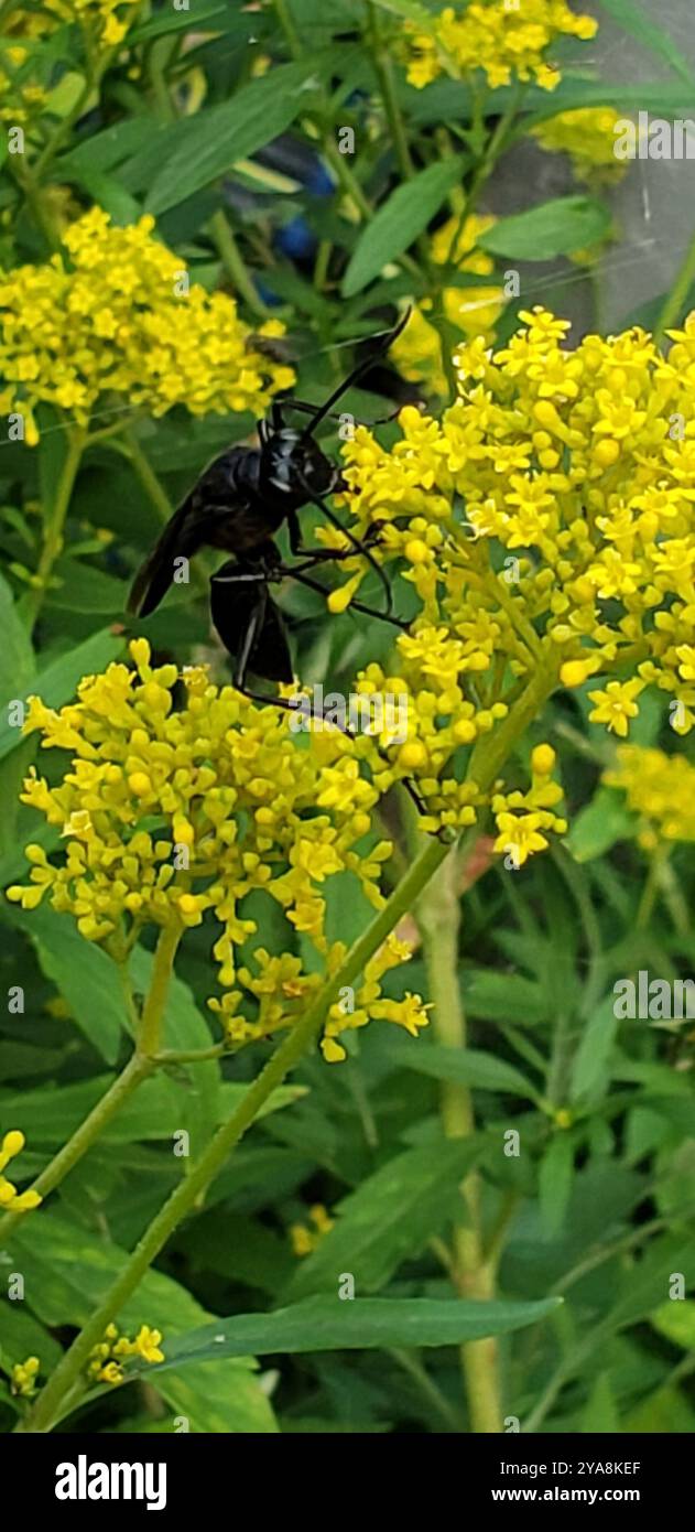 Great Black Digger Wasp (Sphex pensylvanicus) Insecta Stock Photo - Alamy
