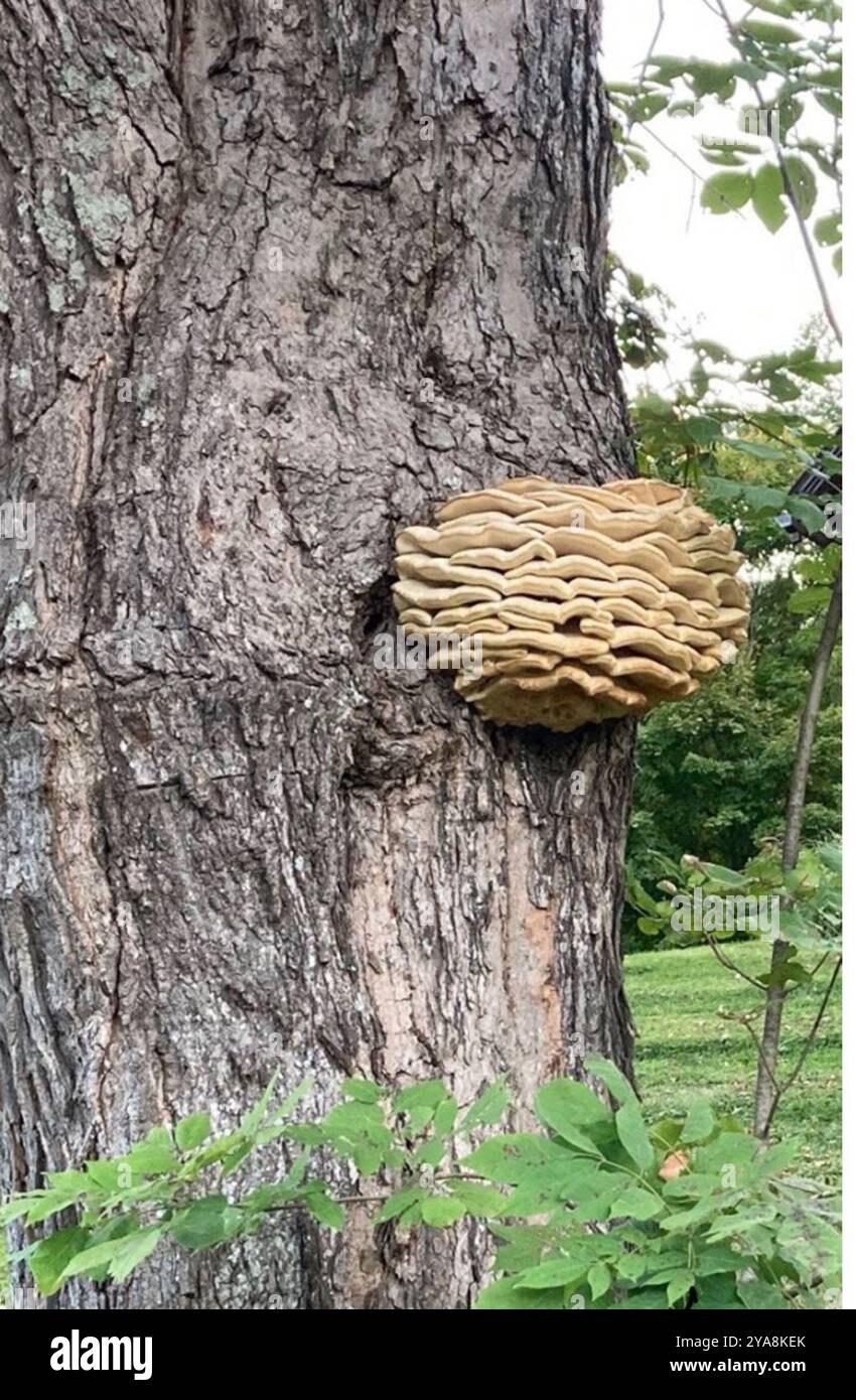 Northern Tooth (Climacodon septentrionalis) Fungi Stock Photo - Alamy