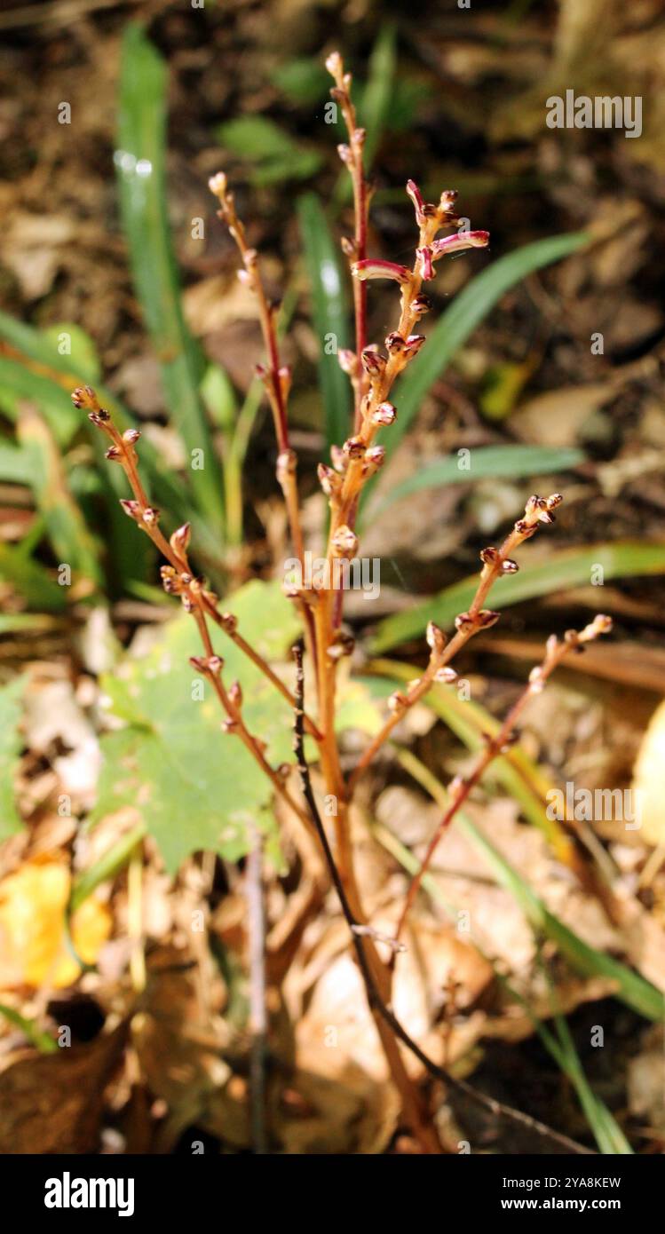Beechdrops (Epifagus virginiana) Plantae Stock Photo - Alamy