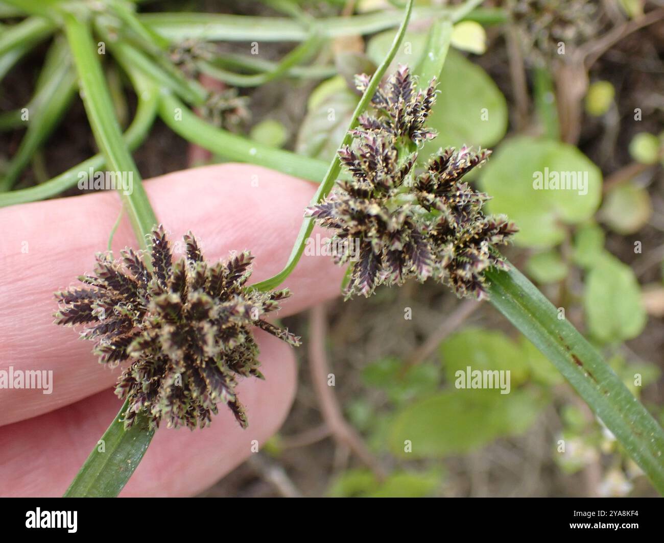Brown Flatsedge (Cyperus fuscus) Plantae Stock Photo - Alamy