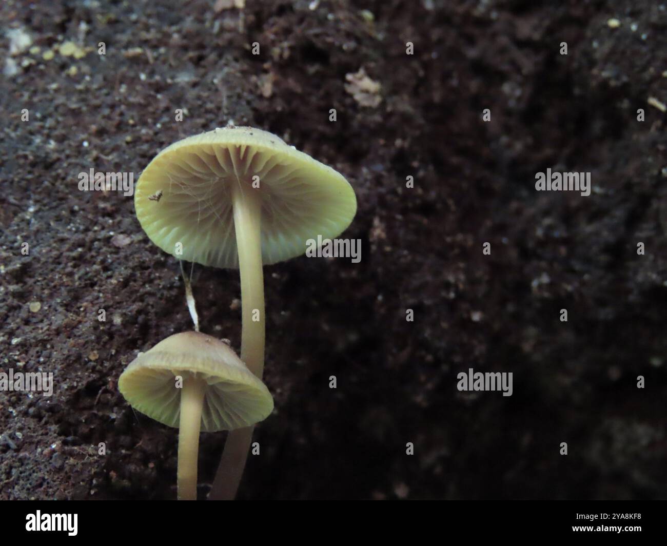common bonnet (Mycena galericulata) Fungi Stock Photo - Alamy