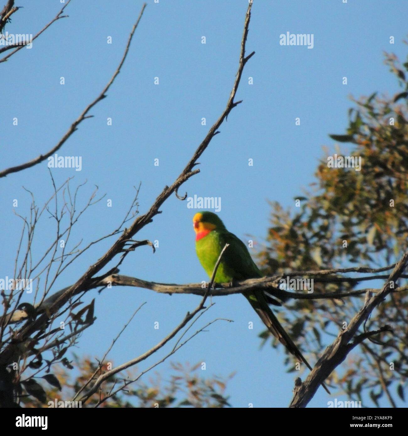 Superb Parrot (Polytelis swainsonii) Aves Stock Photo - Alamy