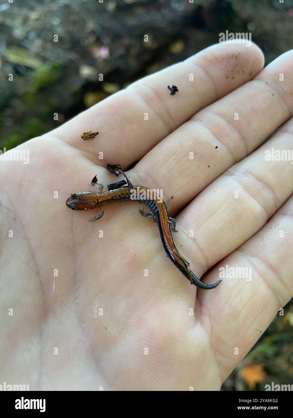 Eastern Red-backed Salamander (Plethodon cinereus) Amphibia Stock Photo ...