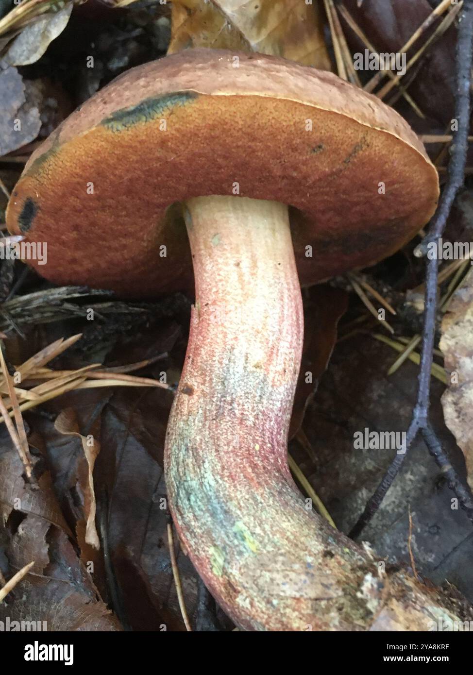 Dotted Stem Bolete (Neoboletus erythropus) Fungi Stock Photo - Alamy