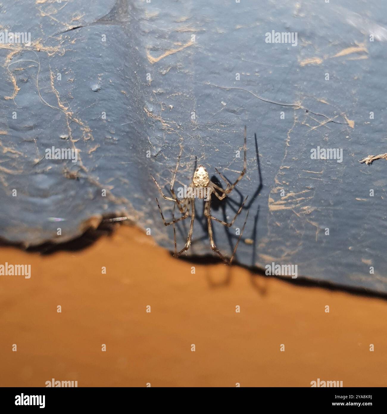 Comb-footed Spiders (Theridiidae) Arachnida Stock Photo - Alamy