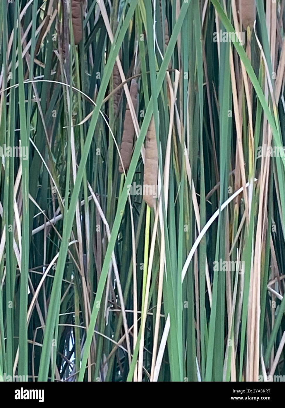 Cattails (Typha) Plantae Stock Photo - Alamy