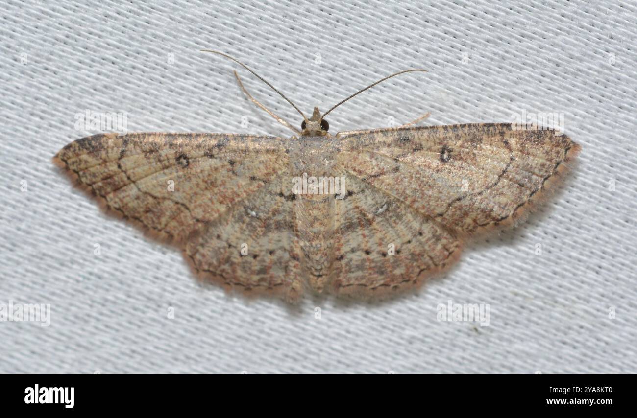 Dwarf Tawny Wave (Cyclophora nanaria) Insecta Stock Photo - Alamy