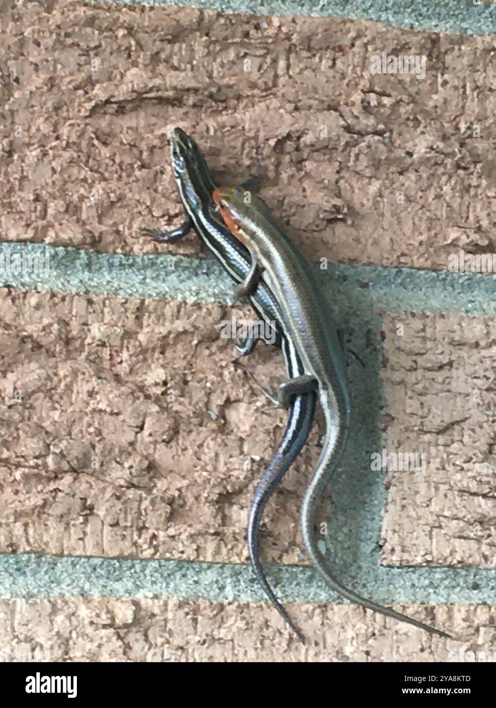 Common Five-lined Skink (Plestiodon fasciatus) Reptilia Stock Photo - Alamy