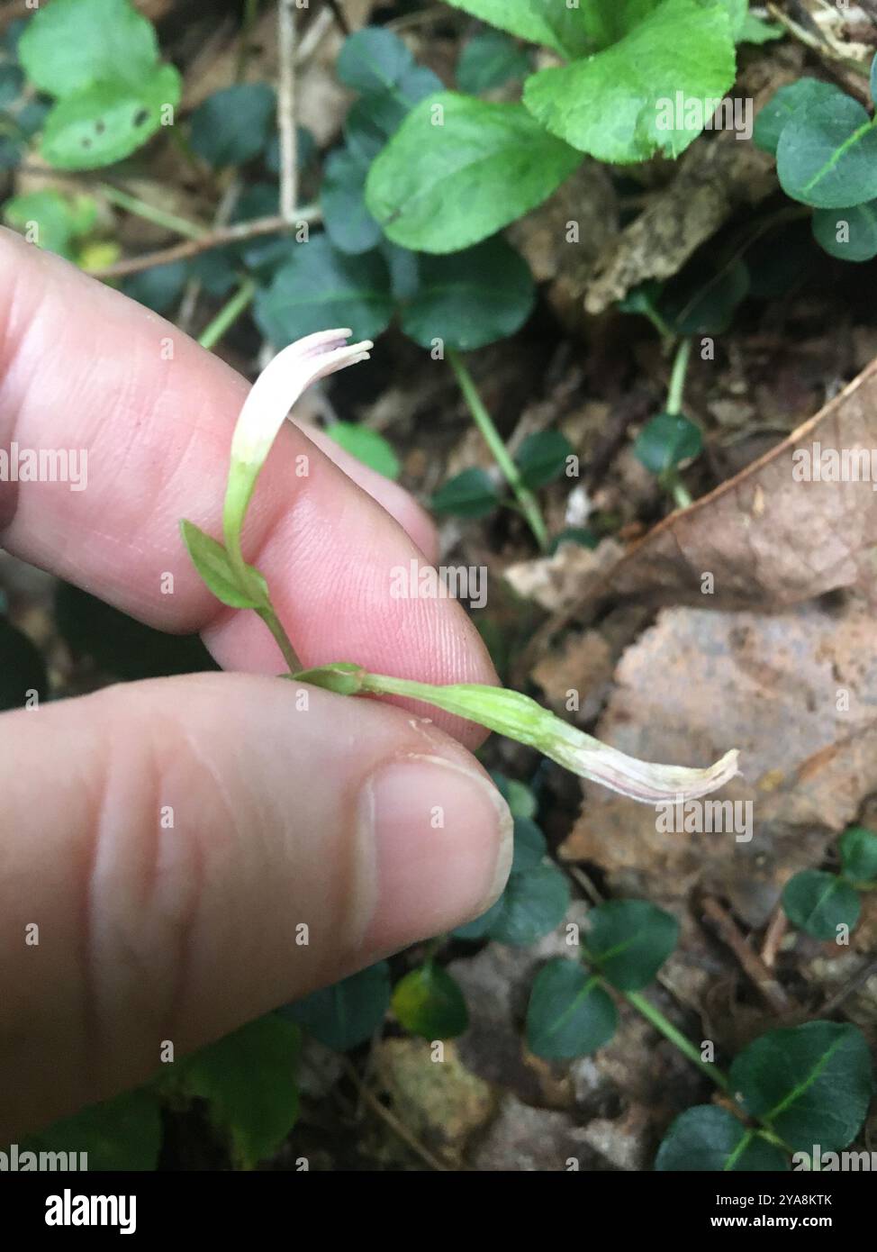 three birds orchid (Triphora trianthophoros) Plantae Stock Photo - Alamy