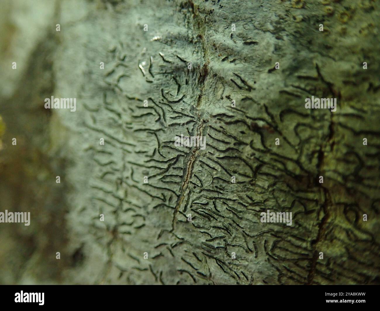 Common Script Lichen (Graphis scripta) Fungi Stock Photo - Alamy