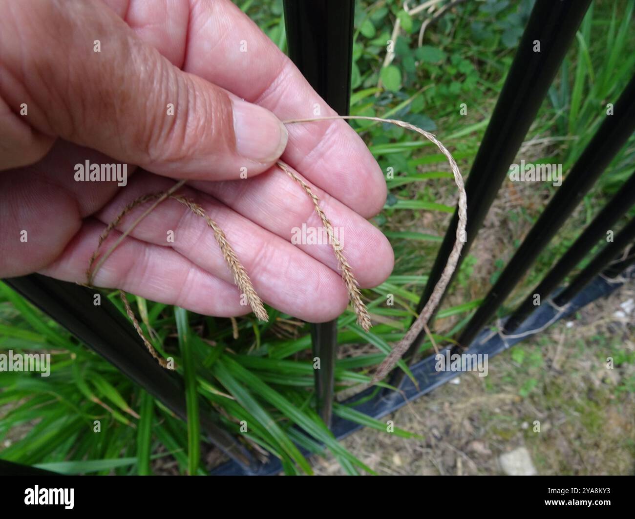 Hanging sedge (Carex pendula) Plantae Stock Photo - Alamy