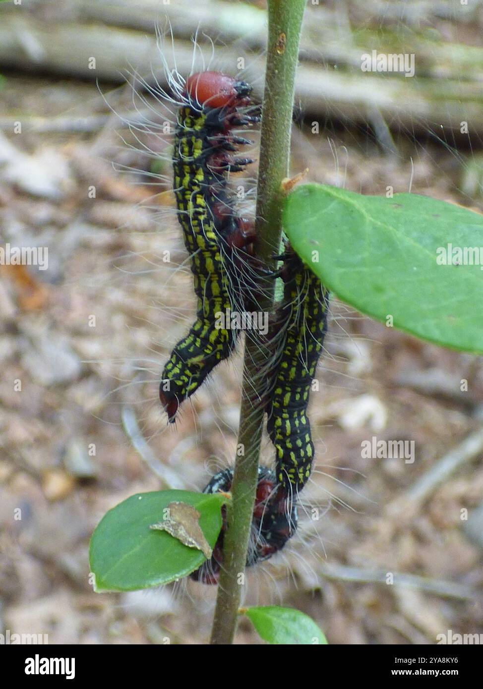 Azalea Caterpillar Moth (Datana major) Insecta Stock Photo - Alamy