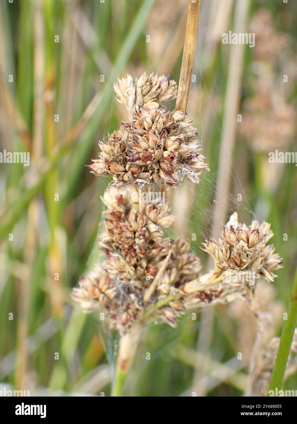 Sea Rush (Juncus maritimus) Plantae Stock Photo - Alamy