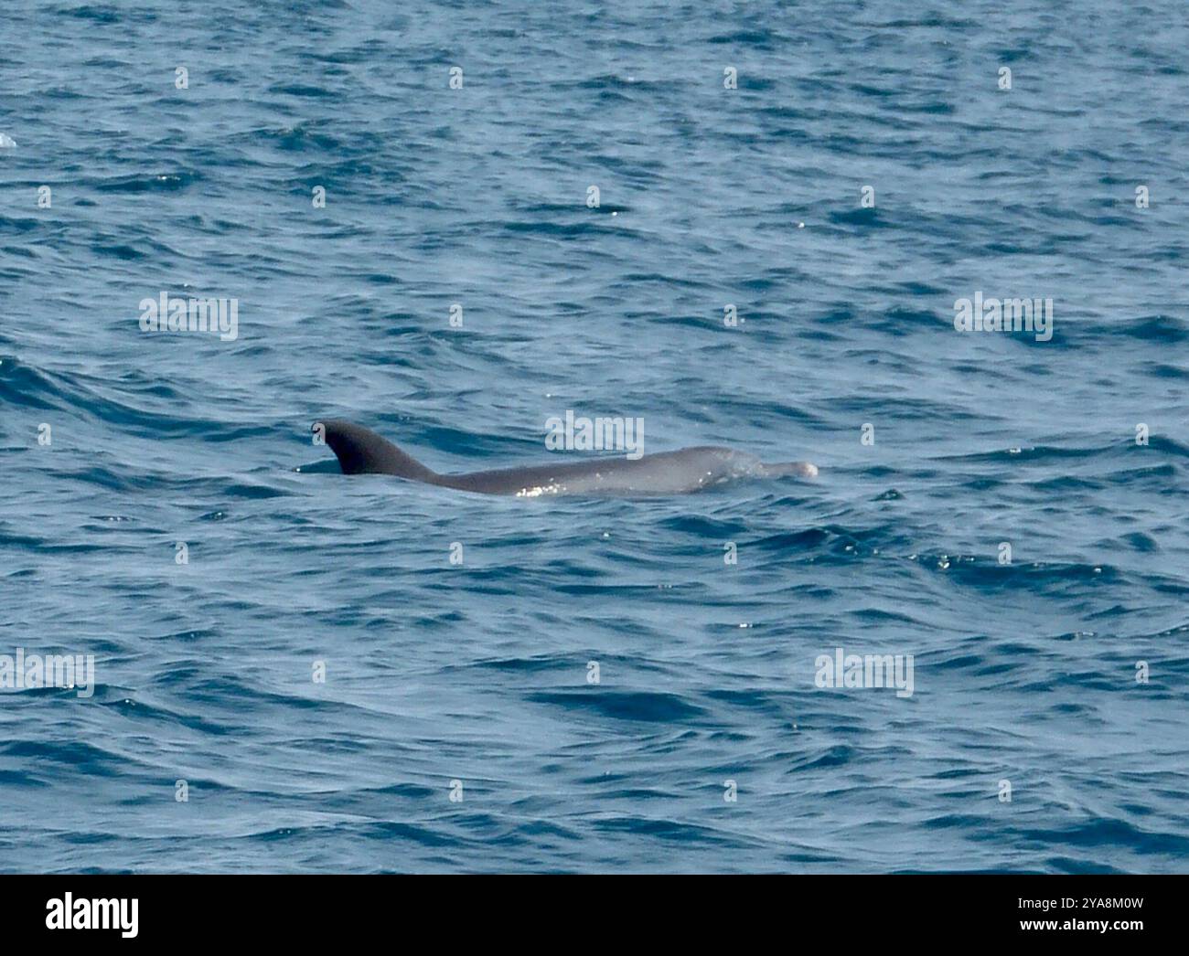 Indo-Pacific Bottlenose Dolphin (Tursiops aduncus) Mammalia Stock Photo ...