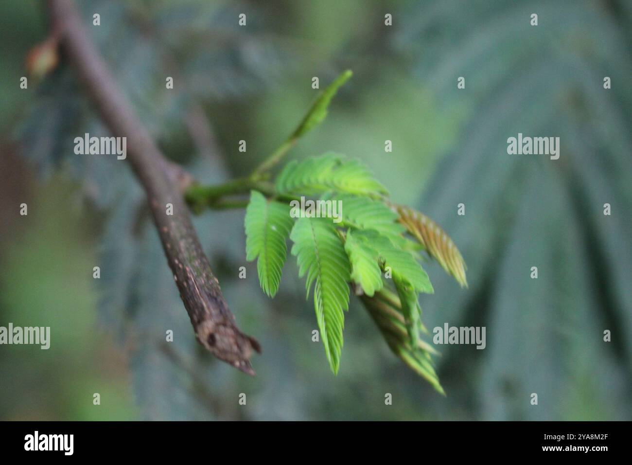 tree calliandra (Calliandra houstoniana) Plantae Stock Photo - Alamy