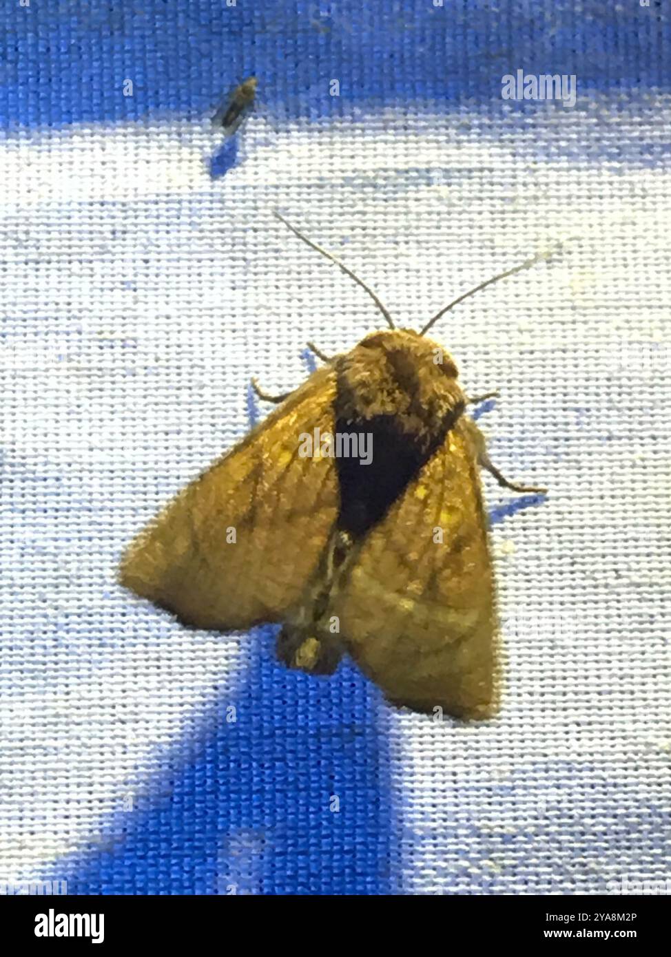 Sensitive Fern Borer Moth (Papaipema inquaesita) Insecta Stock Photo ...