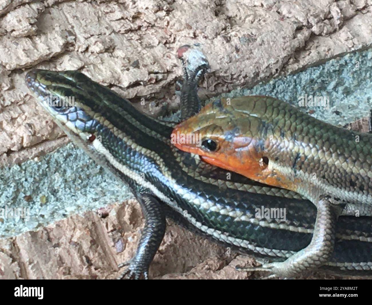 Common Five-lined Skink (Plestiodon fasciatus) Reptilia Stock Photo - Alamy