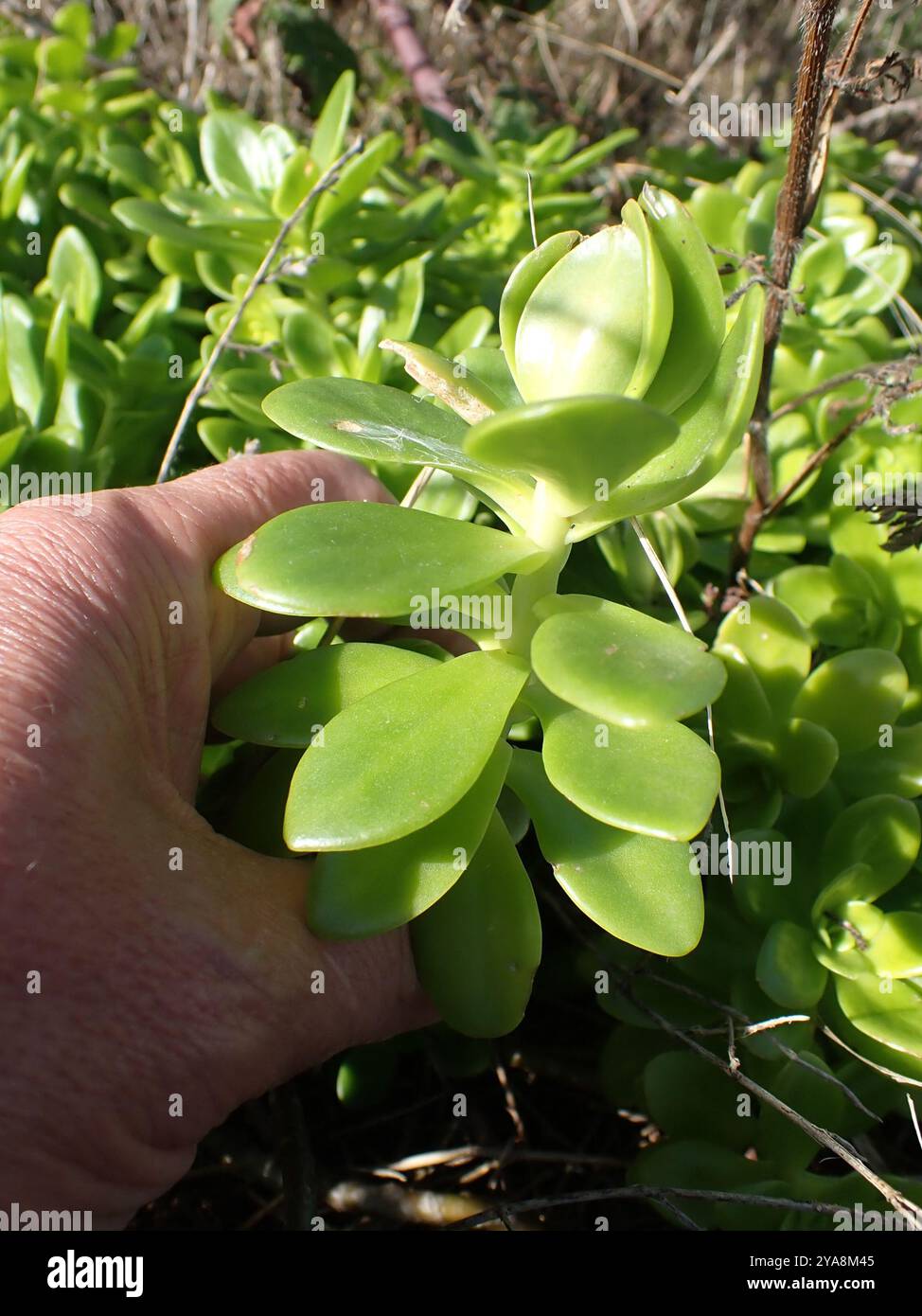 Lesser Mexican-stonecrop (Sedum confusum) Plantae Stock Photo - Alamy