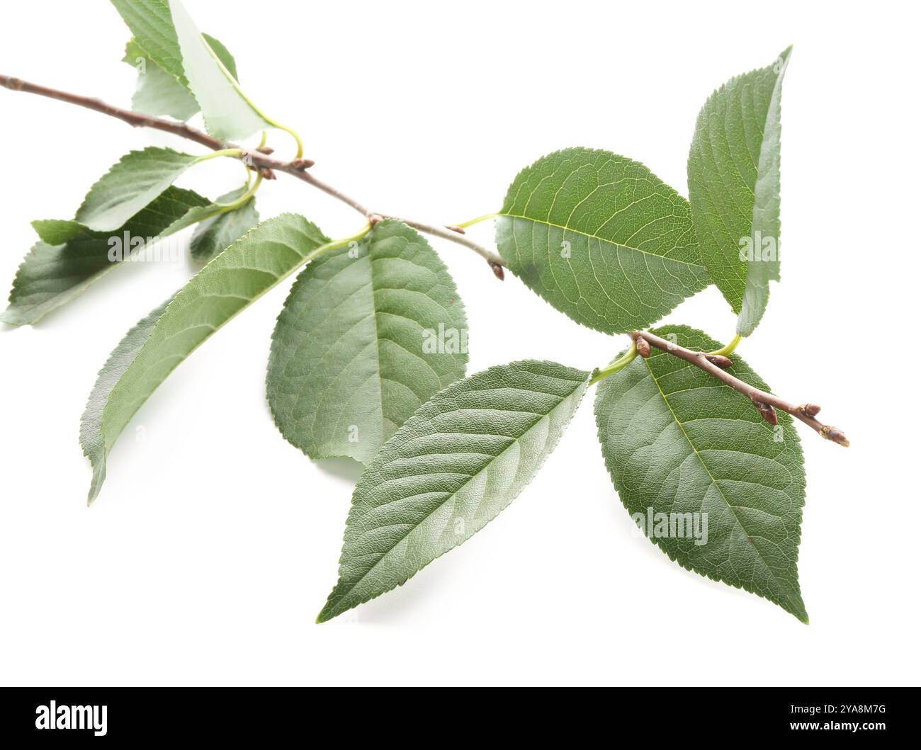Fresh apple tree leaves isolated on white Stock Photo - Alamy