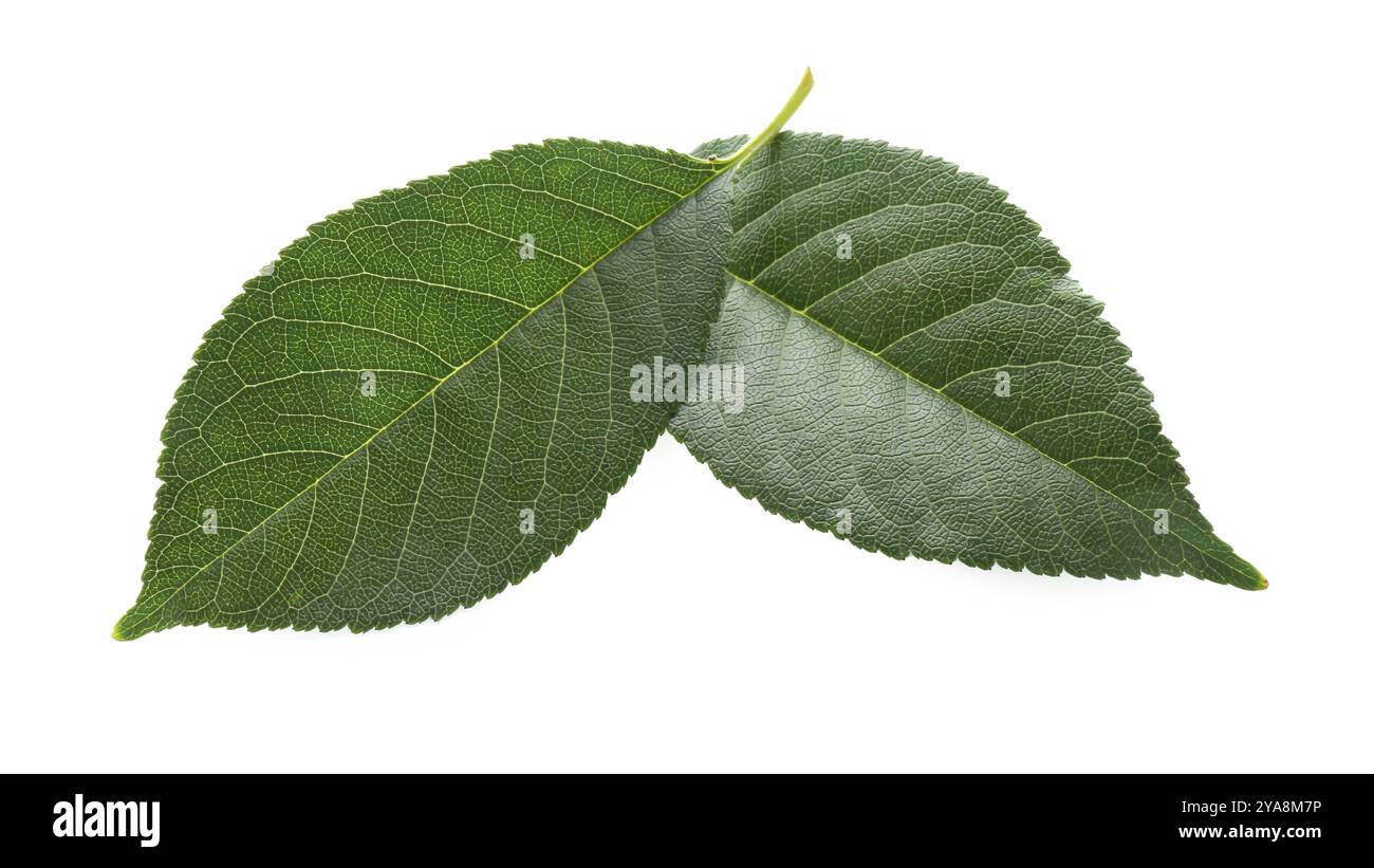 Fresh apple tree leaves isolated on white Stock Photo - Alamy