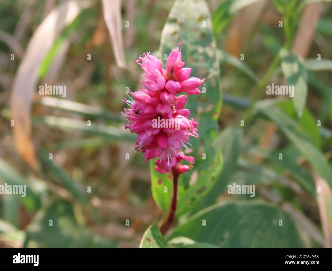 longroot smartweed (Persicaria amphibia emersa) Plantae Stock Photo - Alamy