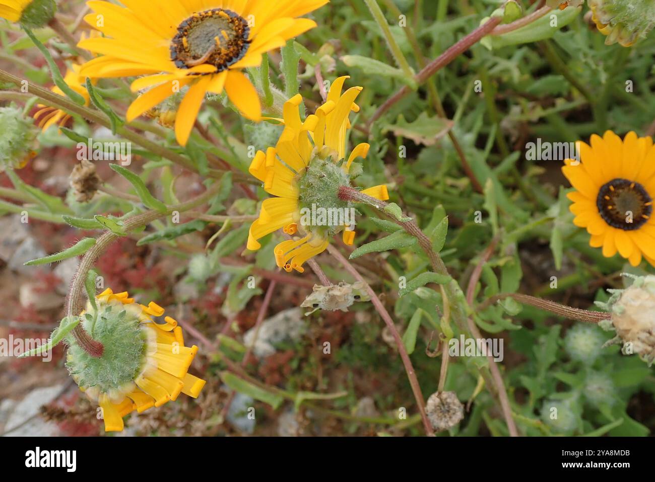 Hairy African Daisy (Arctotis hirsuta) Plantae Stock Photo - Alamy