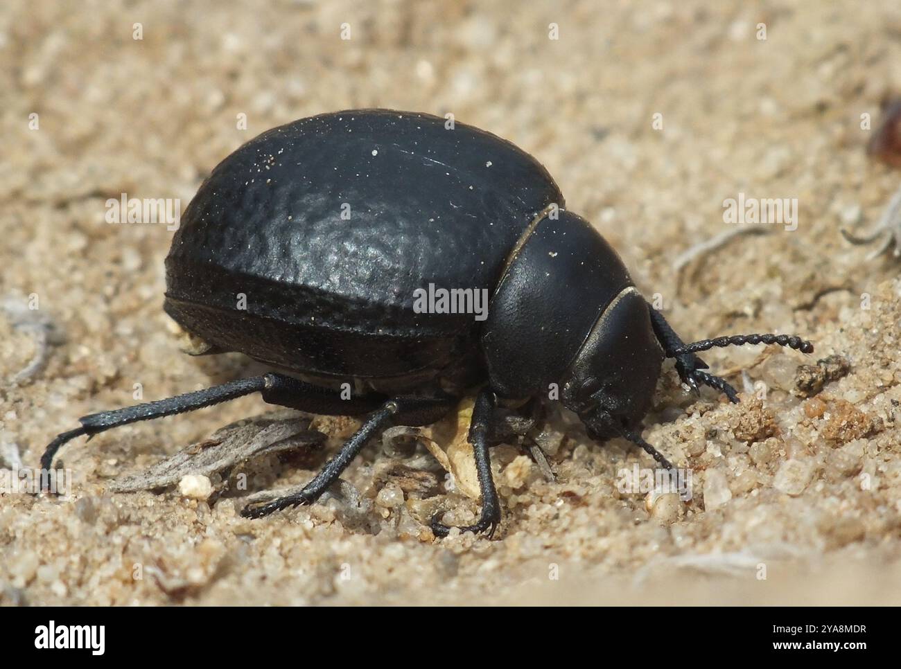 (Pimelia subglobosa) Insecta Stock Photo - Alamy