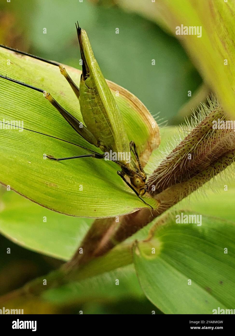 Black-horned Tree Cricket (Oecanthus nigricornis) Insecta Stock Photo ...