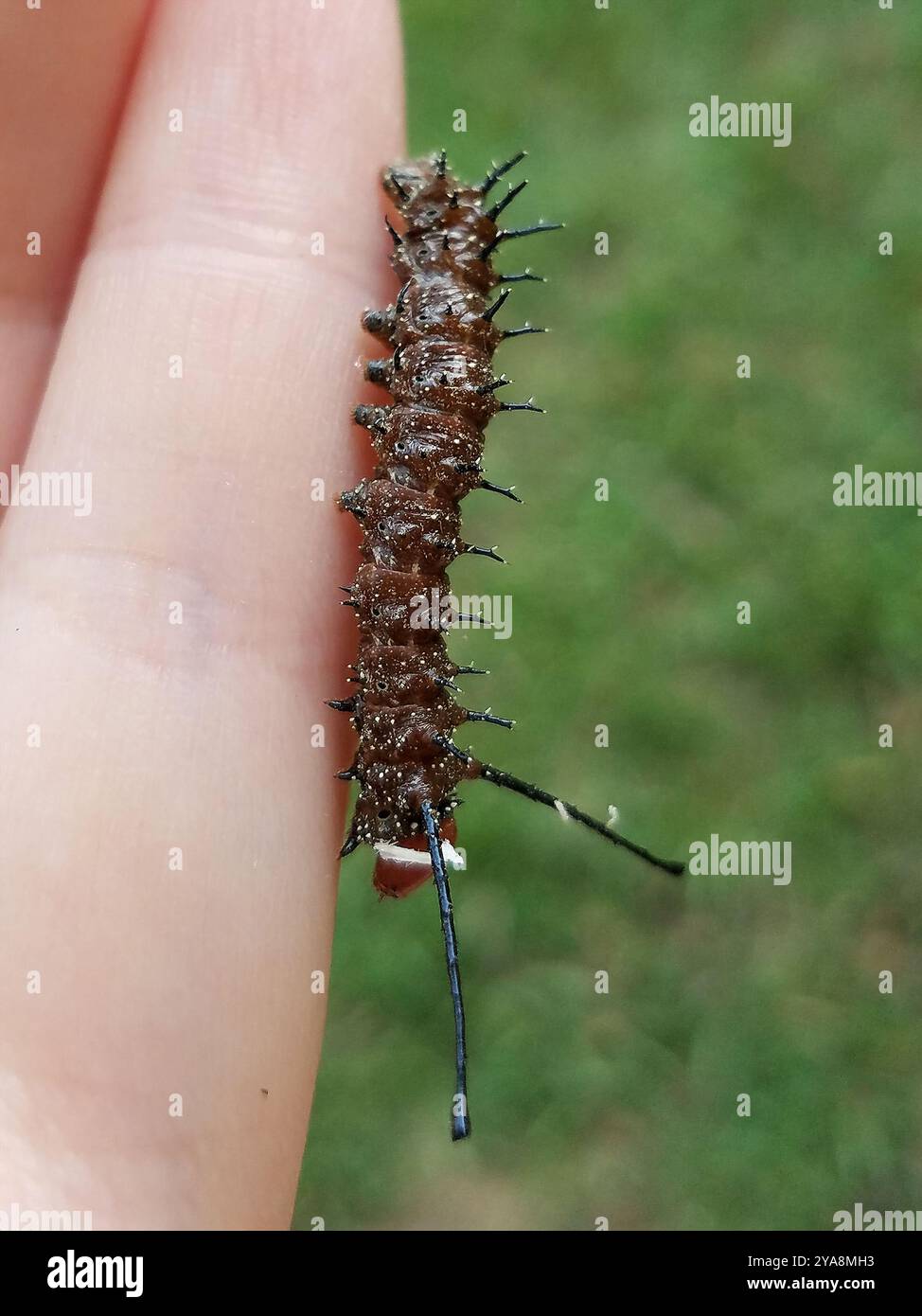 Spiny Oakworm Moth (Anisota stigma) Insecta Stock Photo - Alamy