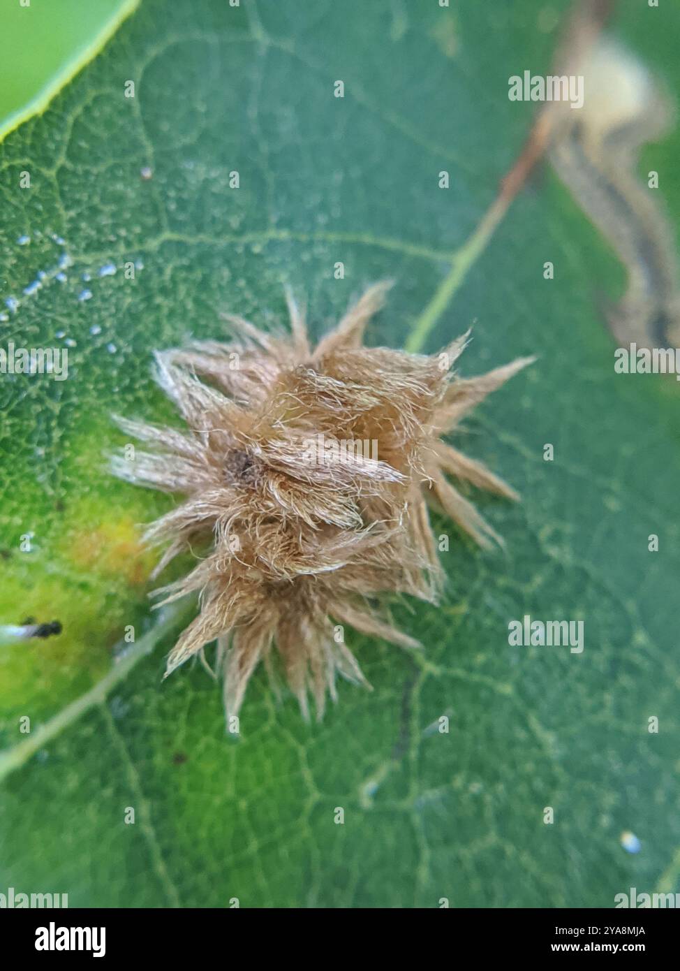 Furry Oak Leaf Gall Wasp (Callirhytis furva) Insecta Stock Photo - Alamy