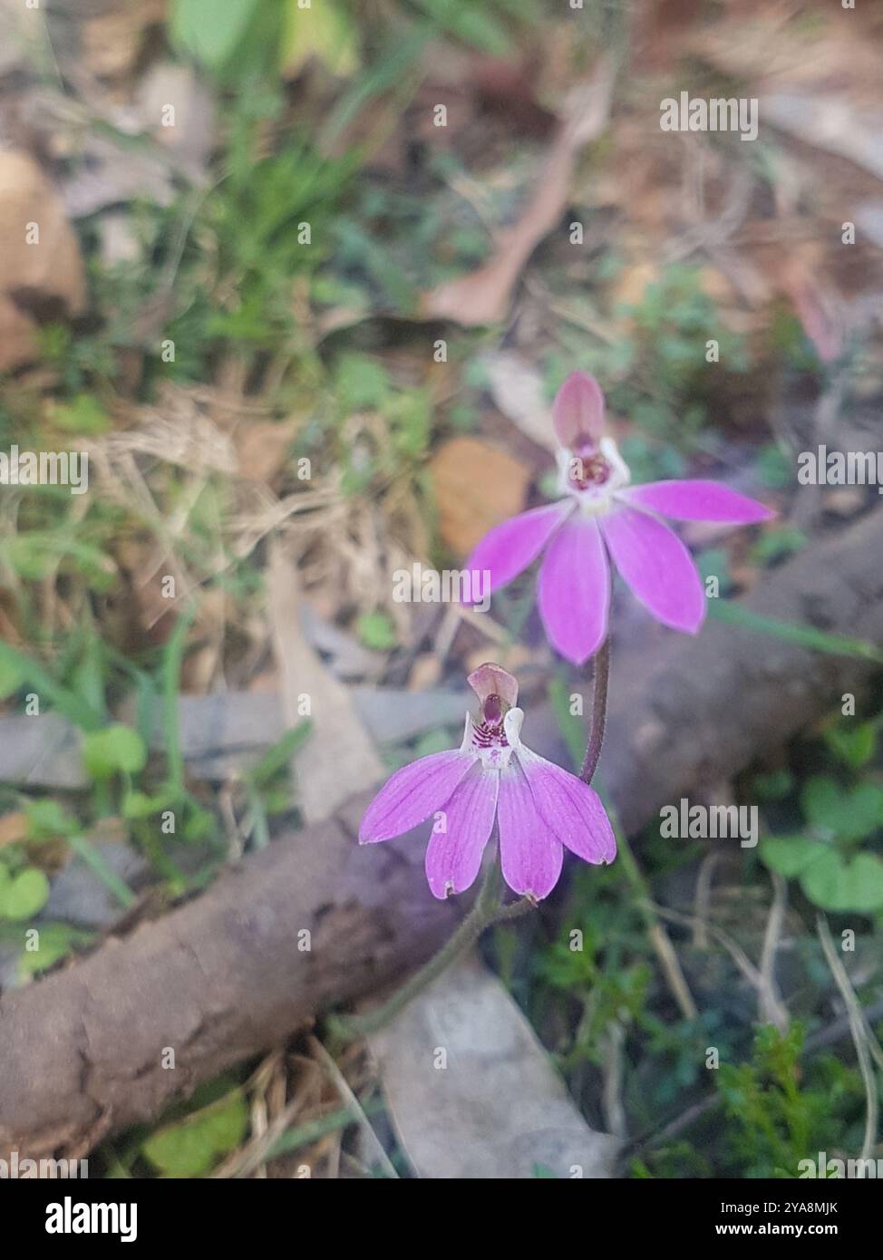 Pink Lady Fingers (Caladenia carnea) Plantae Stock Photo - Alamy