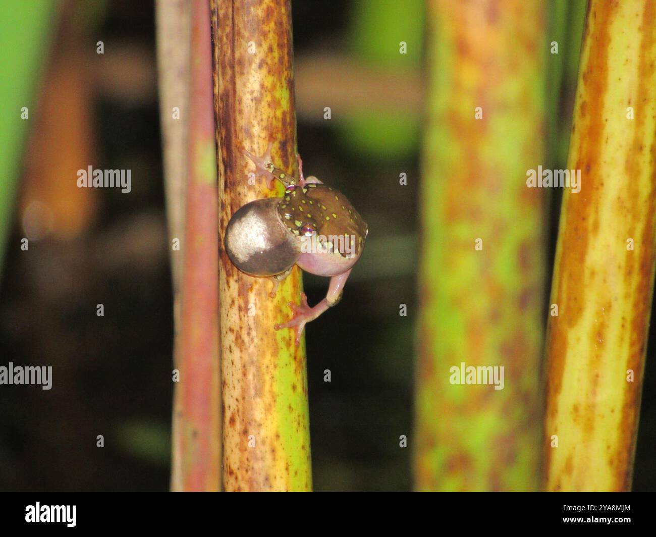 Painted Reed Frog (Hyperolius marmoratus) Amphibia Stock Photo - Alamy