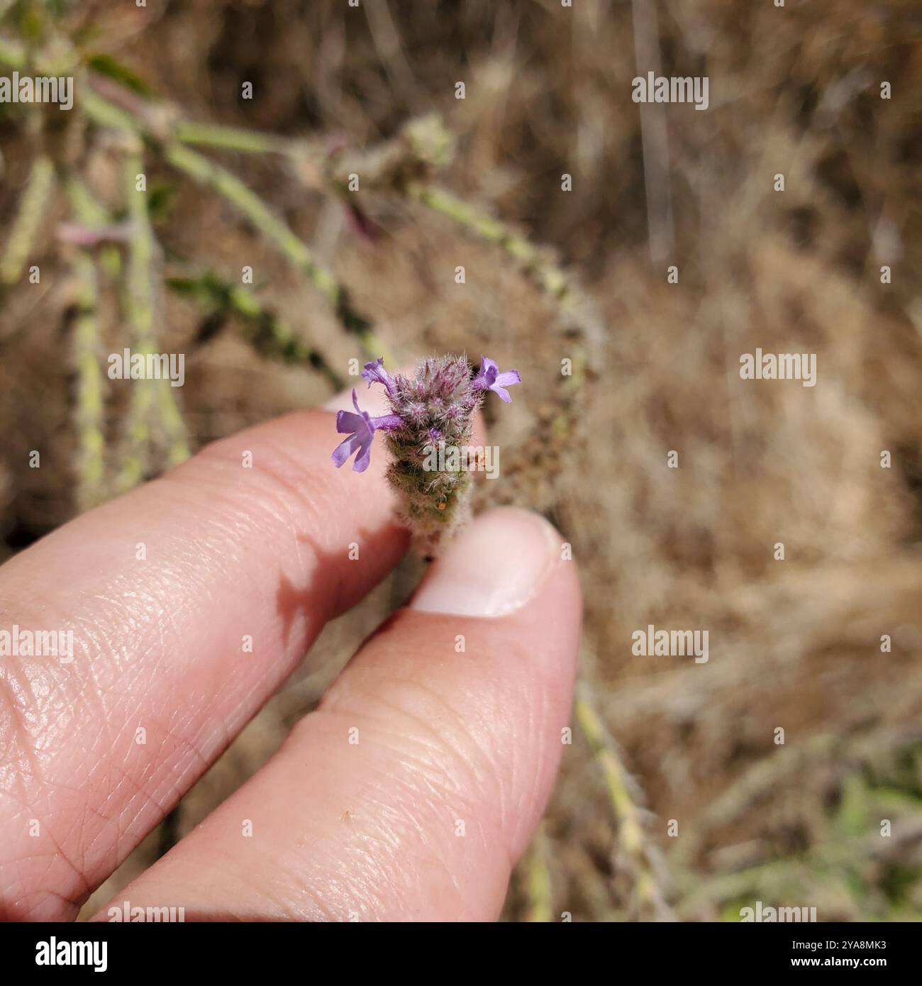 western vervain (Verbena lasiostachys) Plantae Stock Photo - Alamy