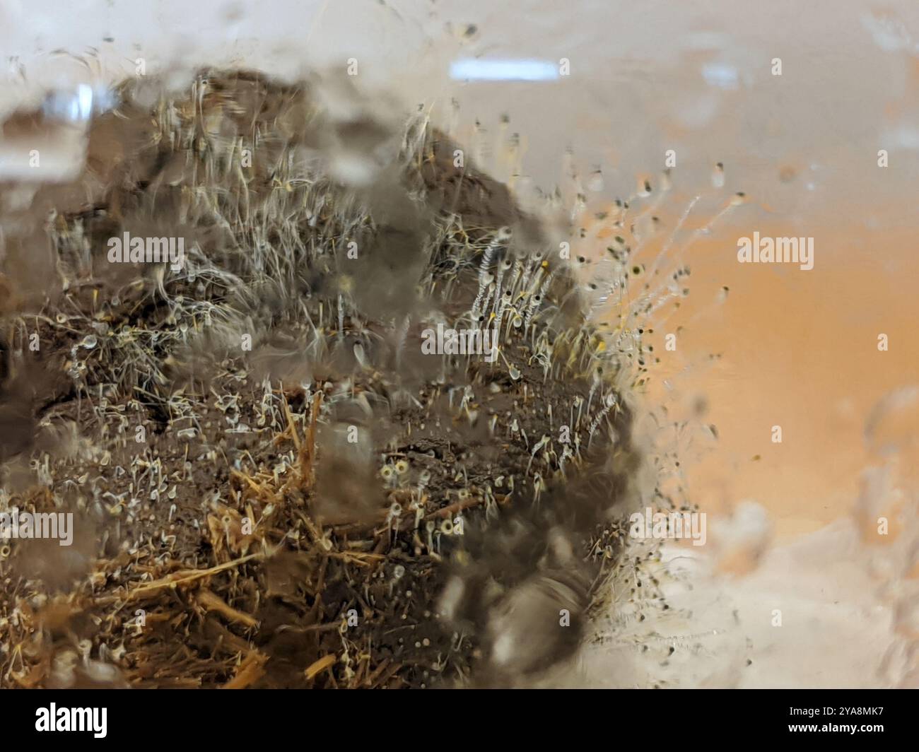 Pilobolus fungi hi-res stock photography and images - Alamy