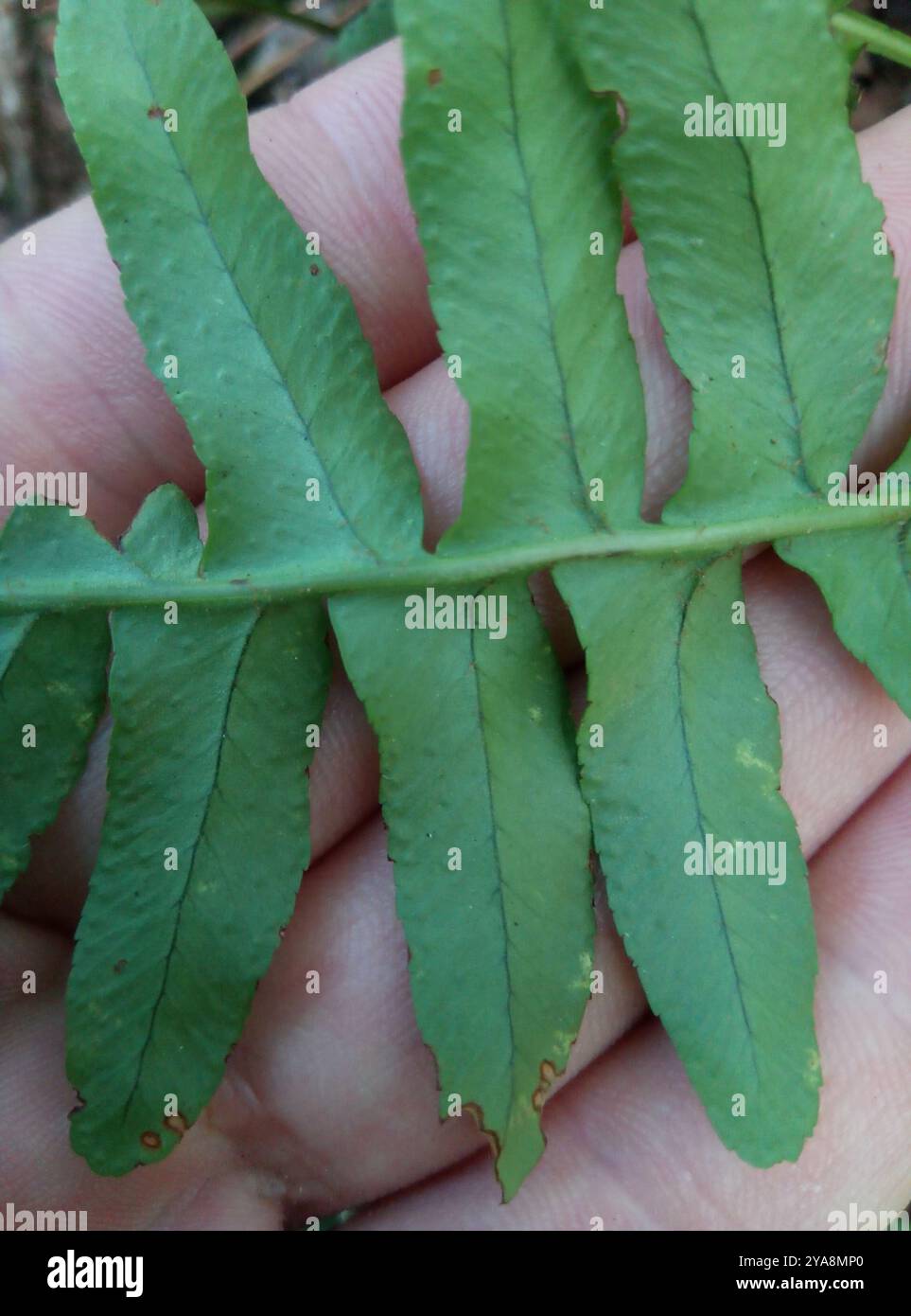common polypody (Polypodium vulgare) Plantae Stock Photo - Alamy