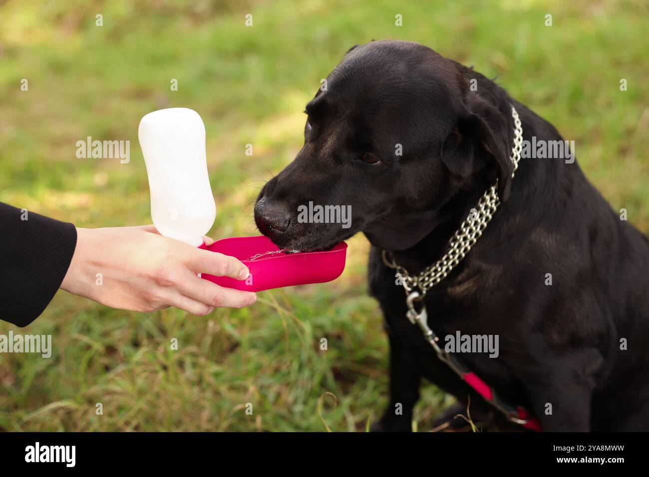 Owner giving water cute hi-res stock photography and images - Alamy