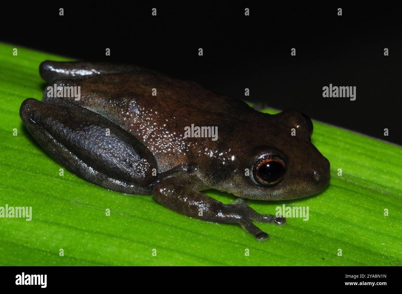 Yellow-spotted Reed Frog (Hyperolius stictus) Amphibia Stock Photo - Alamy